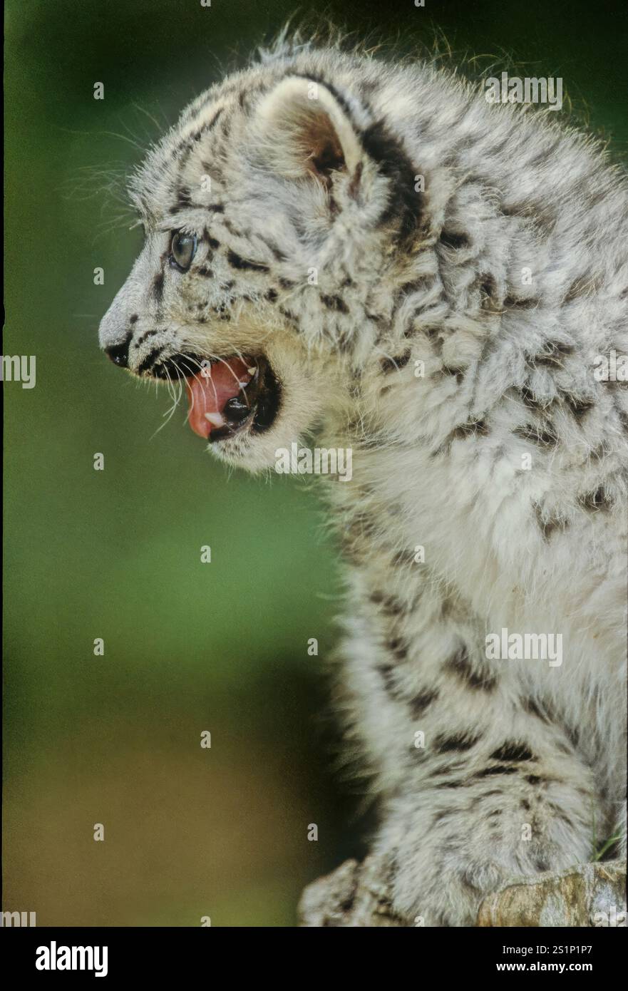 The snow leopard (Panthera uncia) is a species of large cat in the ...