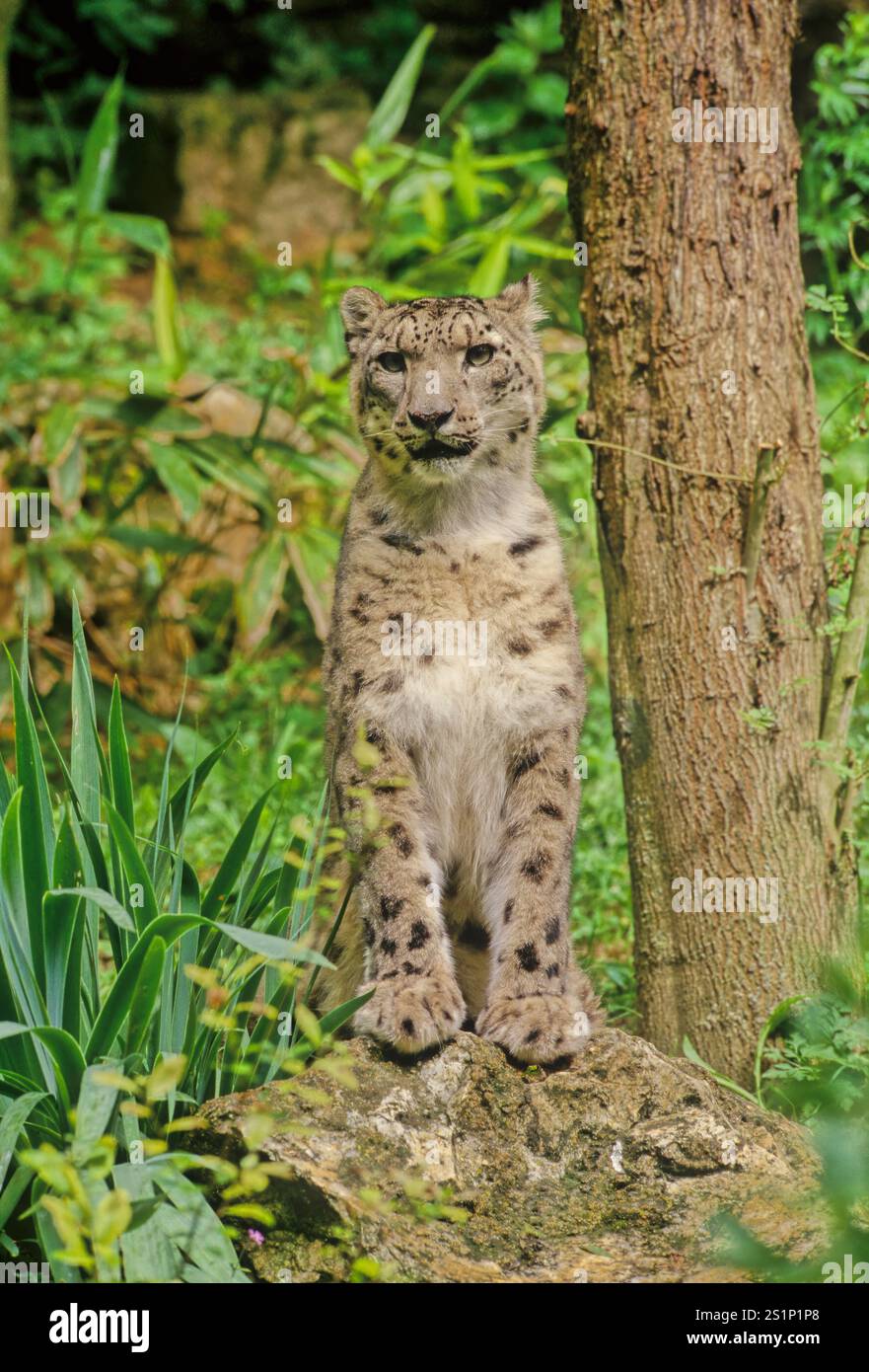 The snow leopard (Panthera uncia) is a species of large cat in the ...
