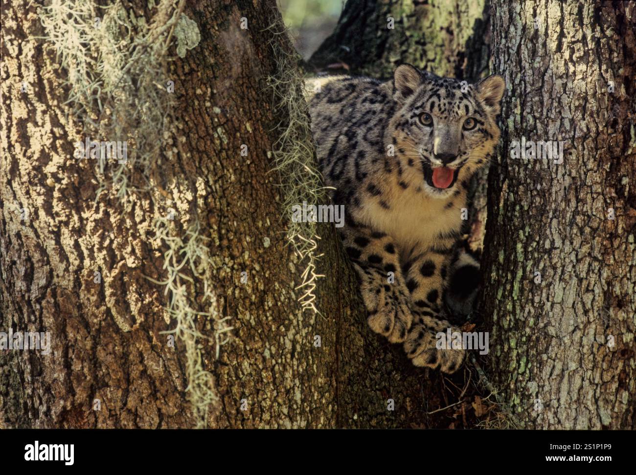 The snow leopard (Panthera uncia) is a species of large cat in the ...