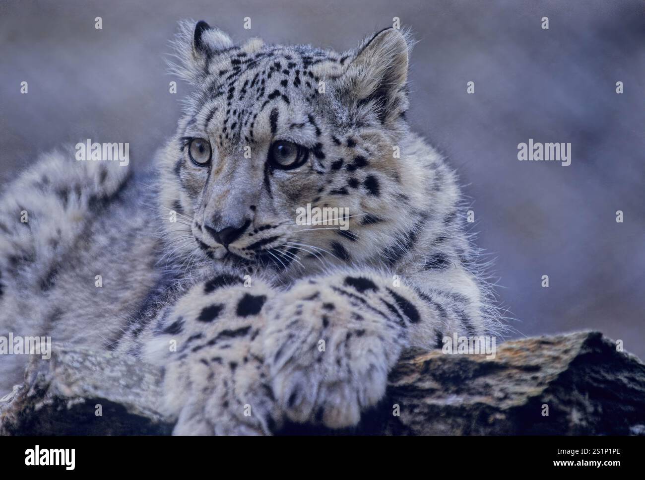The snow leopard (Panthera uncia) is a species of large cat in the genus Panthera of the family ...