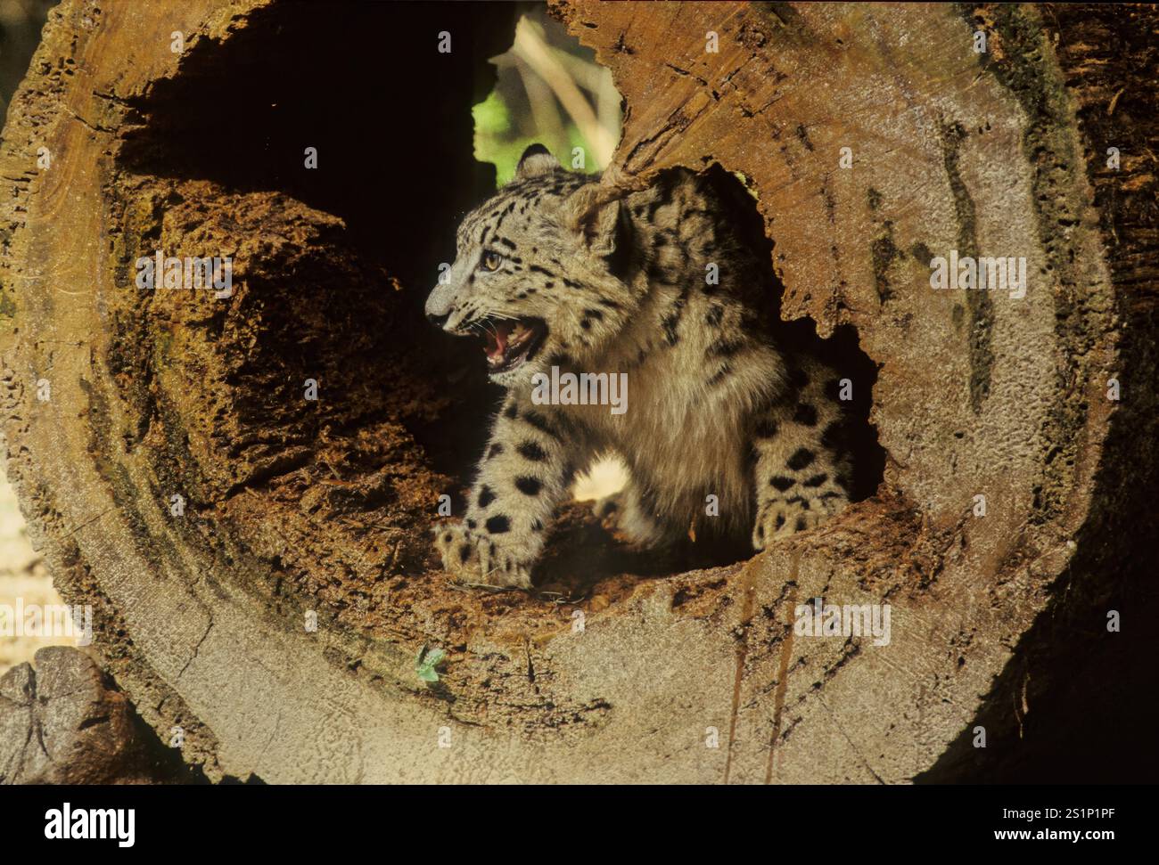 The snow leopard (Panthera uncia) is a species of large cat in the ...