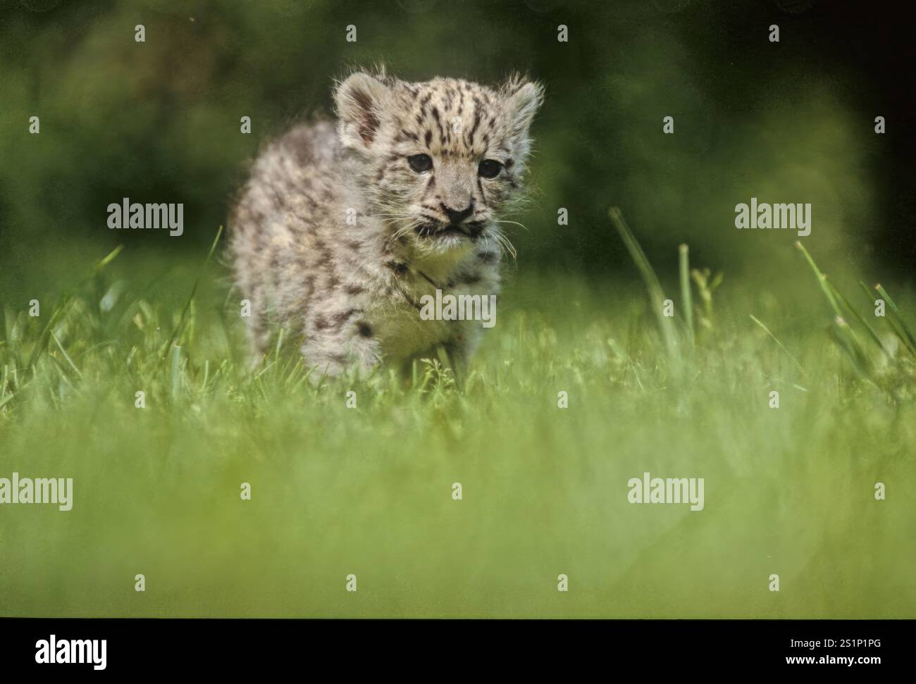 The snow leopard (Panthera uncia) is a species of large cat in the ...