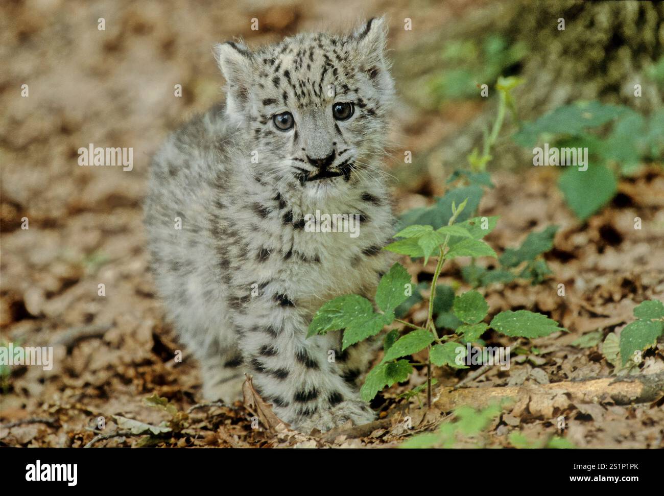 The snow leopard (Panthera uncia) is a species of large cat in the ...
