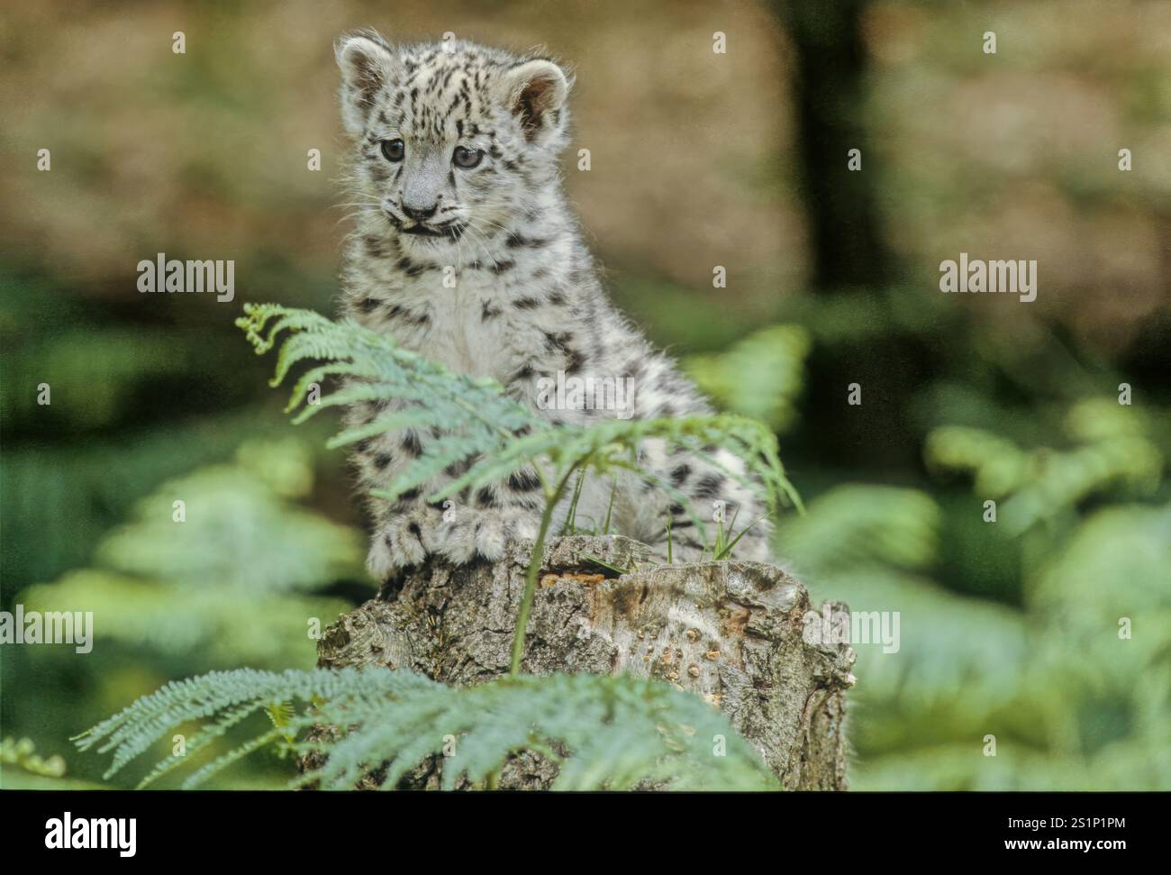 The snow leopard (Panthera uncia) is a species of large cat in the ...