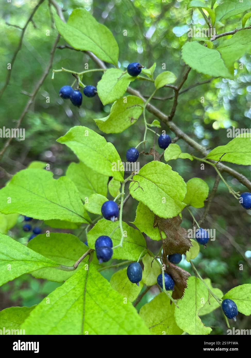 sapphire-berry (Symplocos paniculata Stock Photo - Alamy