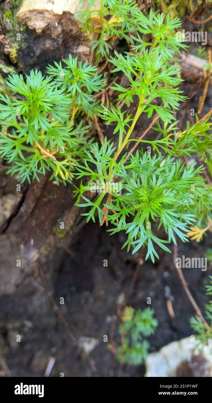 Partridgefoot (Luetkea pectinata Stock Photo - Alamy