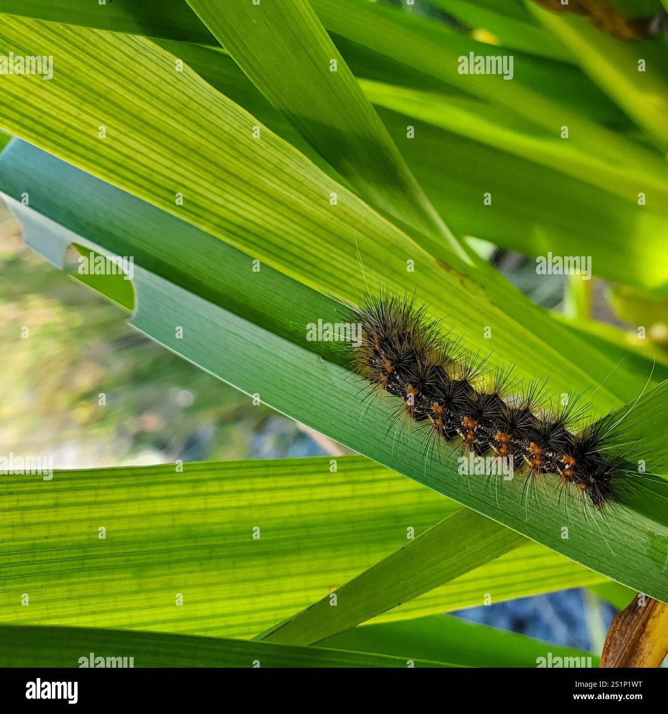Salt Marsh Moth (Estigmene acrea Stock Photo - Alamy
