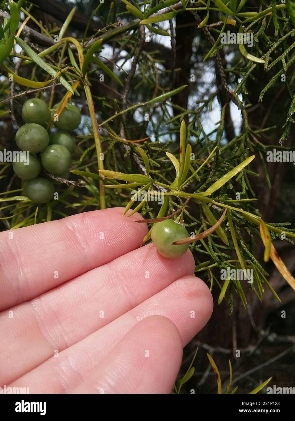 African Asparagus (Asparagus aethiopicus Stock Photo - Alamy