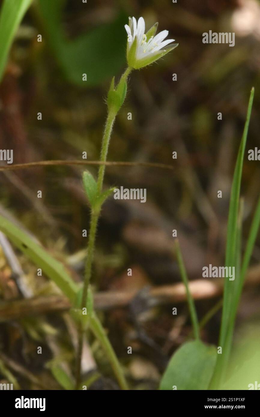 Common mouse-ear chickweed (Cerastium fontanum Stock Photo - Alamy