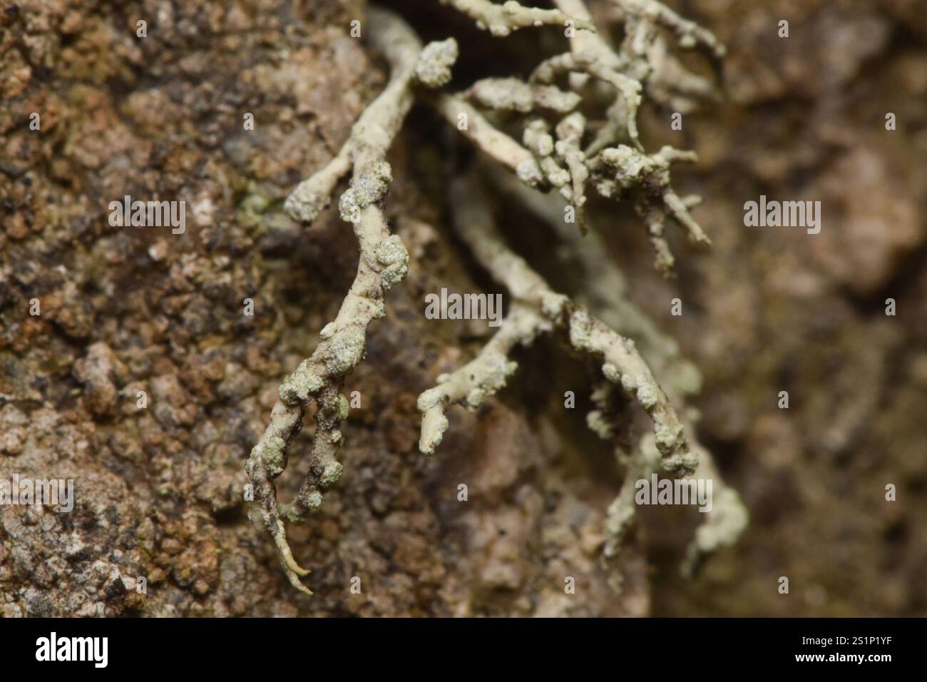 Powdery Sea-Fog Lichen (Niebla cephalota Stock Photo - Alamy