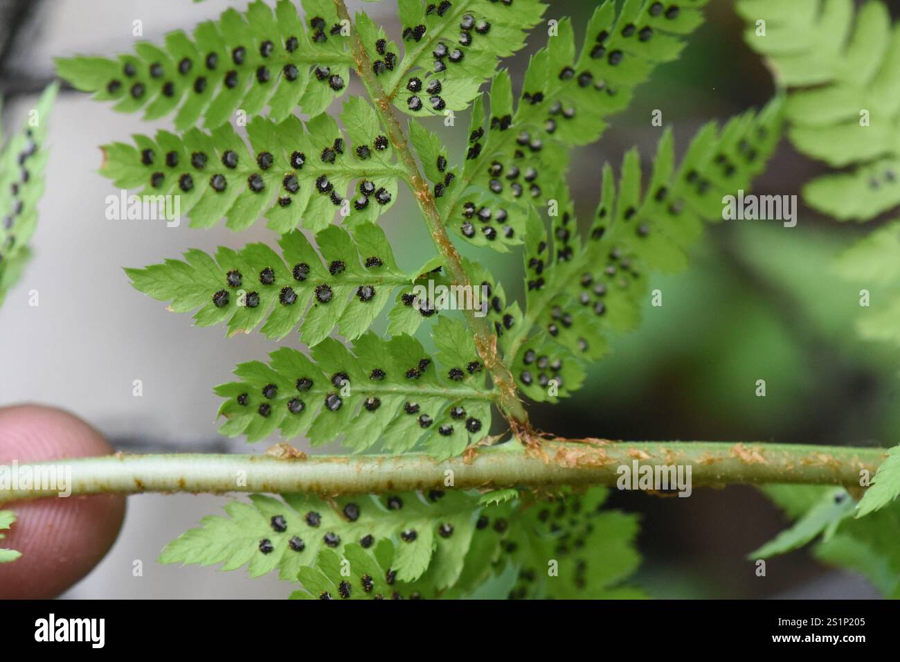 spreading wood fern (Dryopteris expansa Stock Photo - Alamy