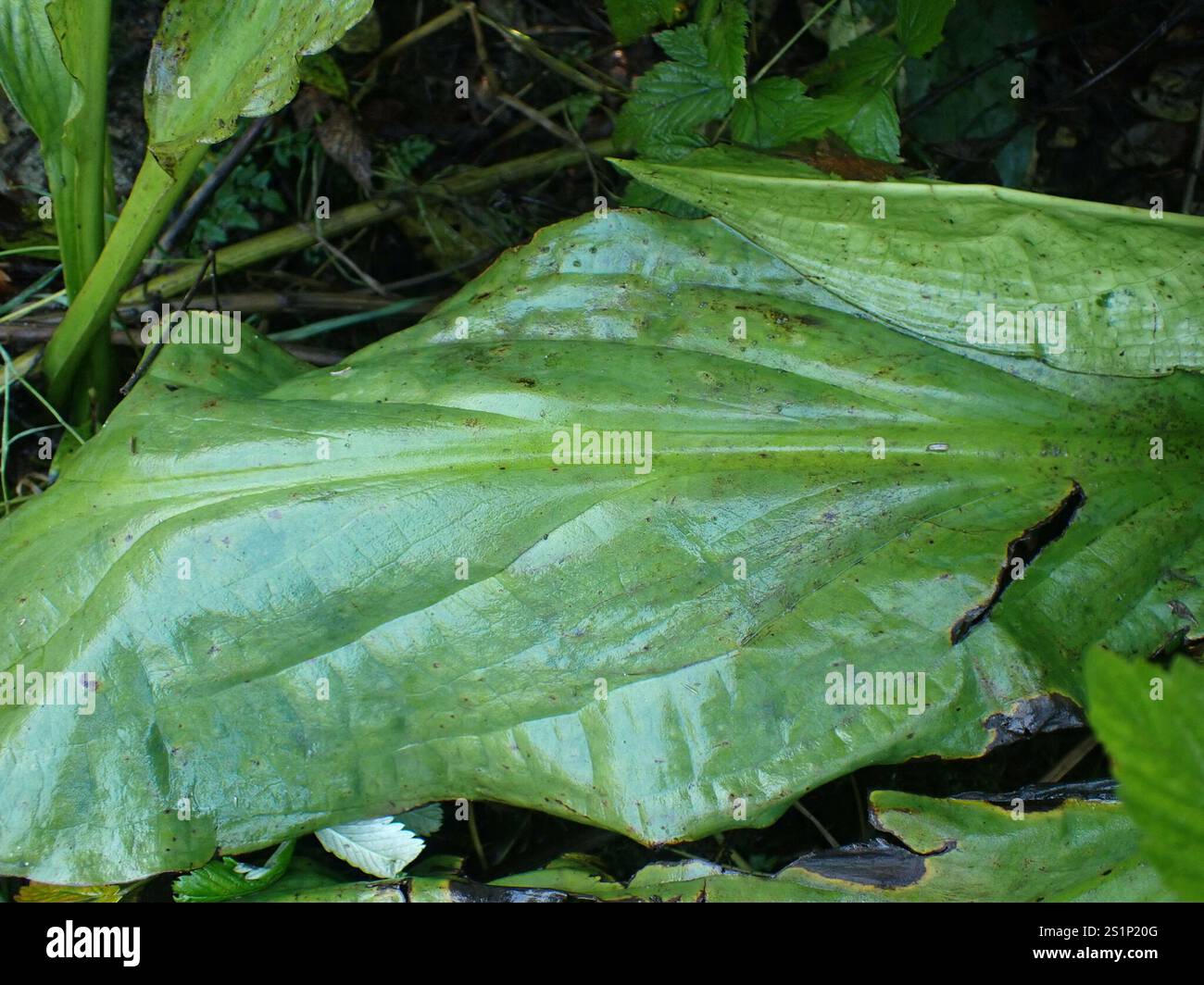 western skunk cabbage (Lysichiton americanus Stock Photo - Alamy
