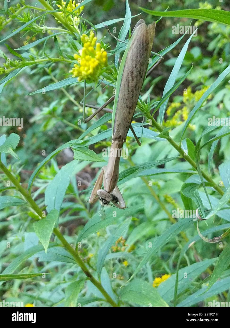Chinese Mantis (Tenodera sinensis Stock Photo - Alamy