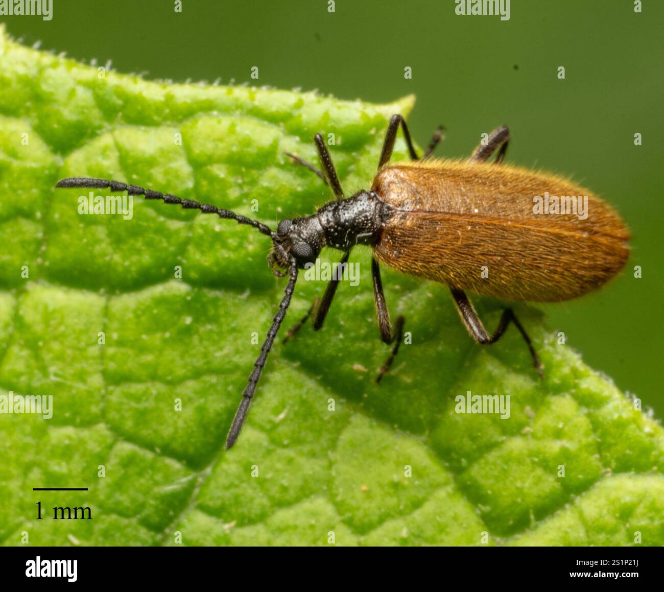 Rough-haired Lagria Beetle (Lagria hirta Stock Photo - Alamy