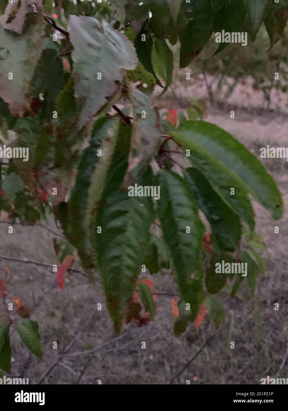 fire cherry (Prunus pensylvanica Stock Photo - Alamy