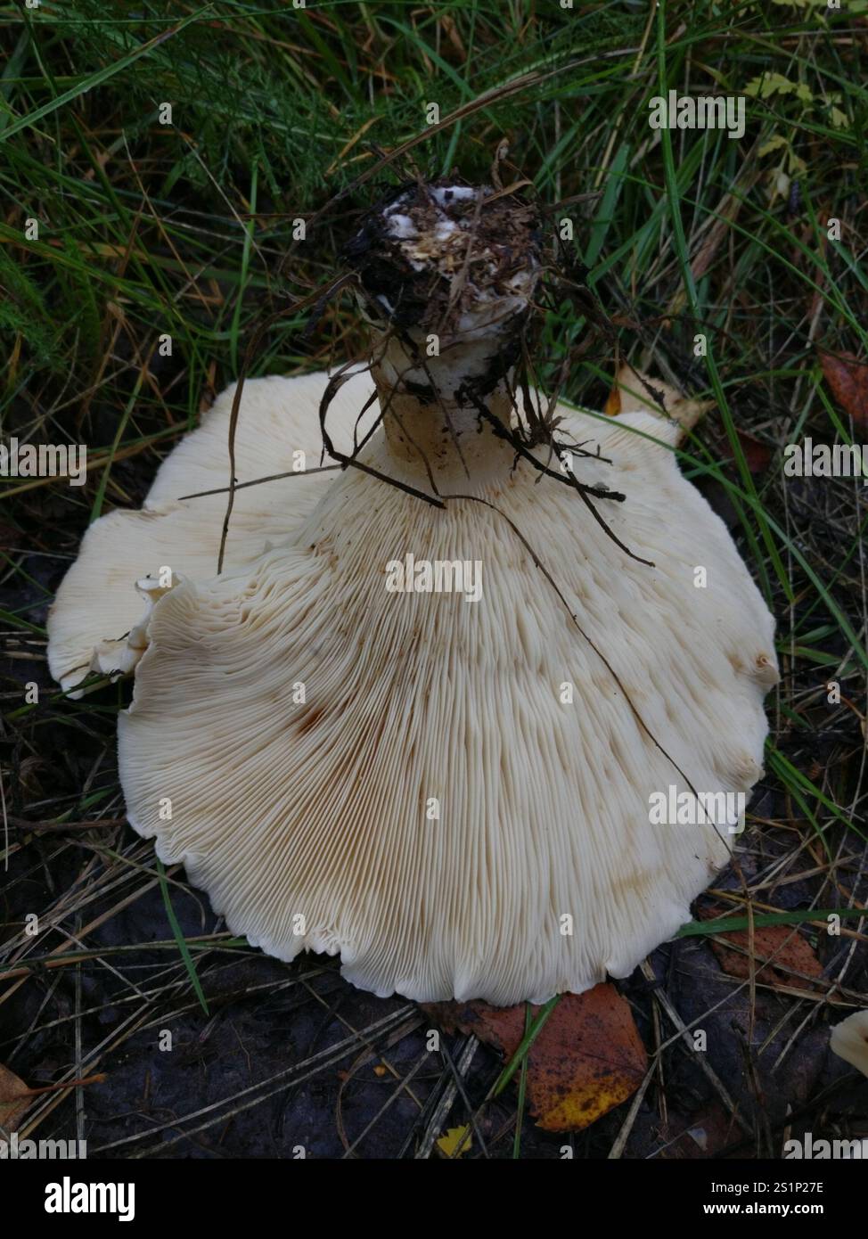 Giant Funnel (Aspropaxillus giganteus Stock Photo - Alamy
