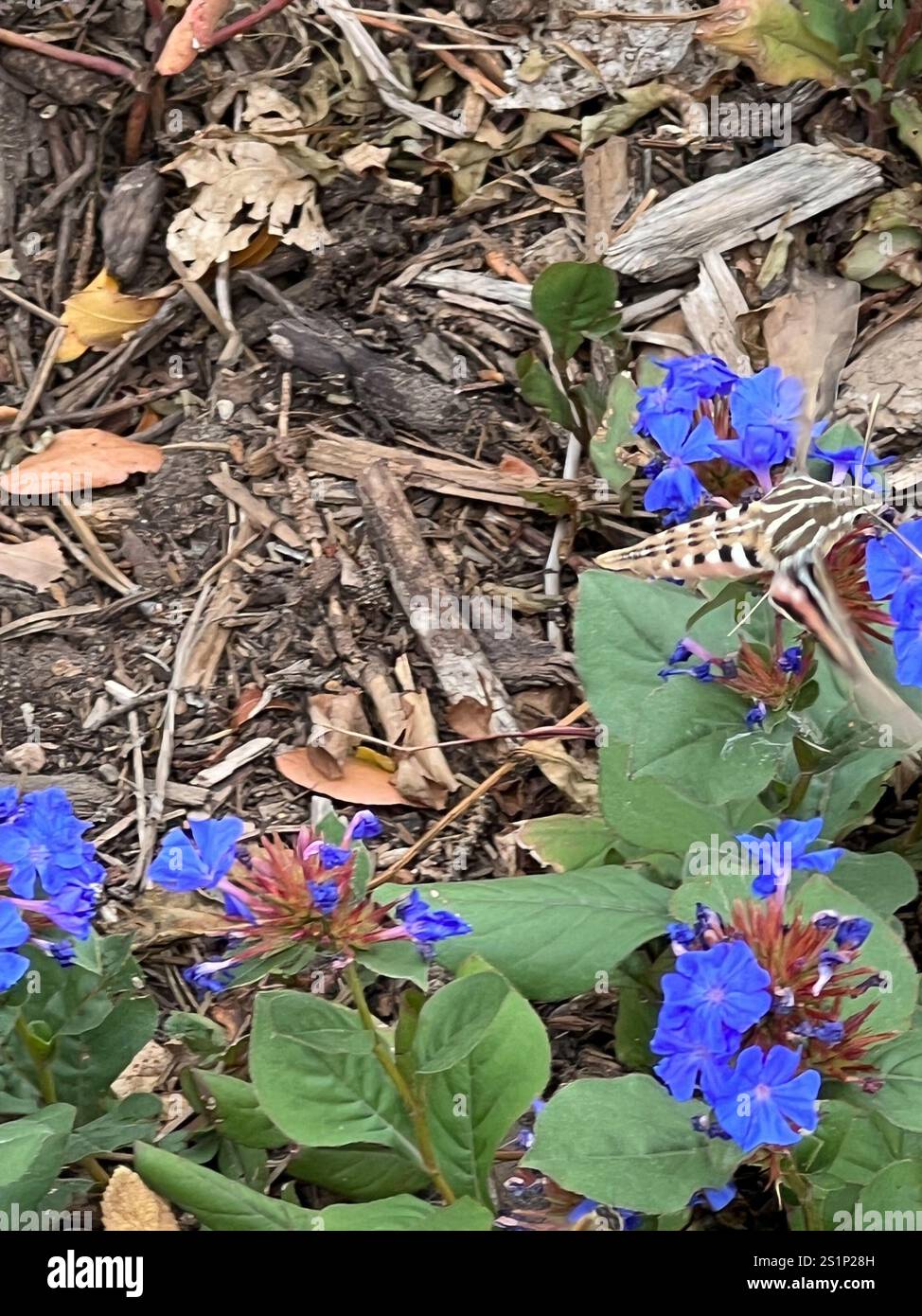White-lined Sphinx (Hyles lineata Stock Photo - Alamy