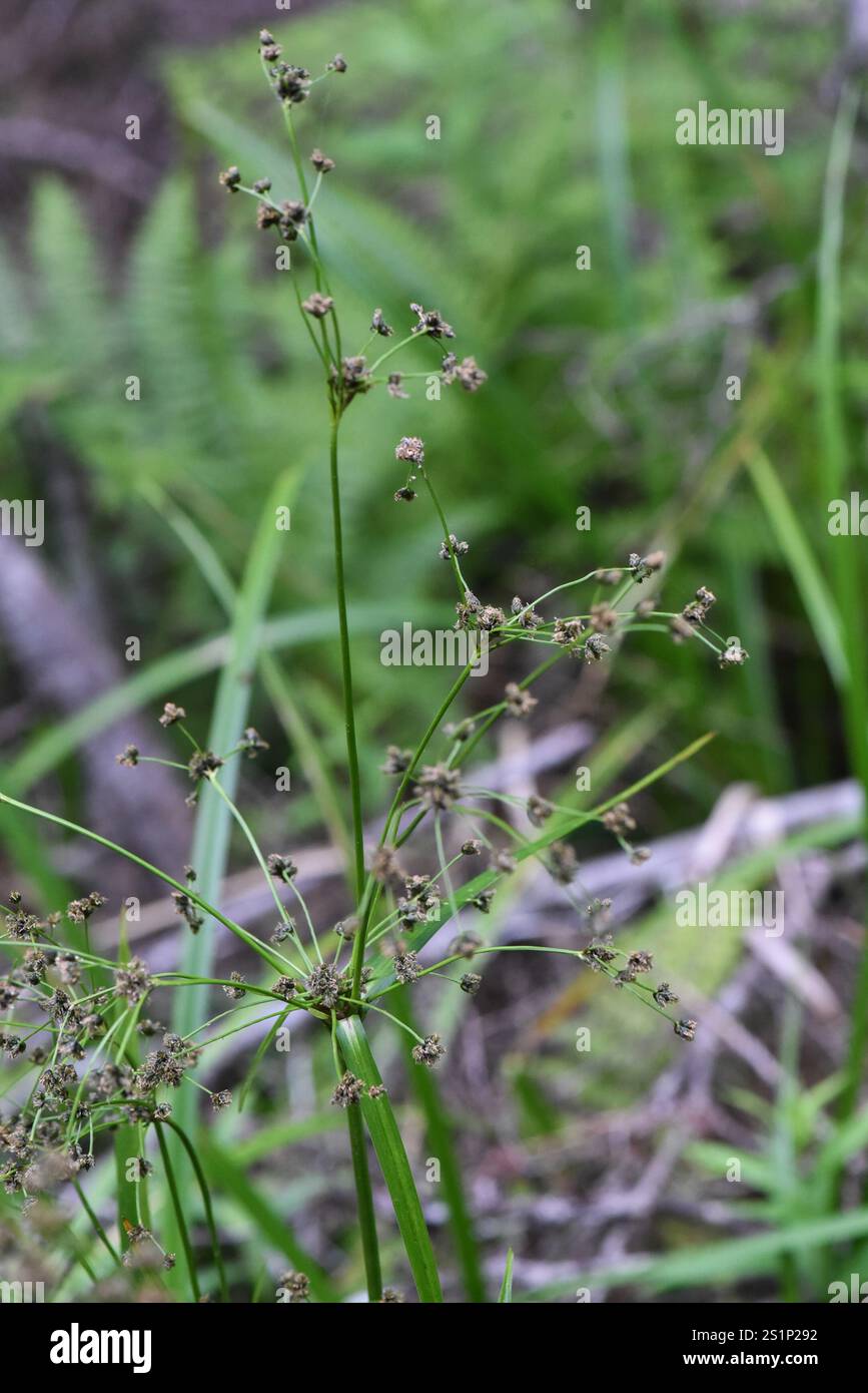 Panicled Bulrush (Scirpus microcarpus Stock Photo - Alamy