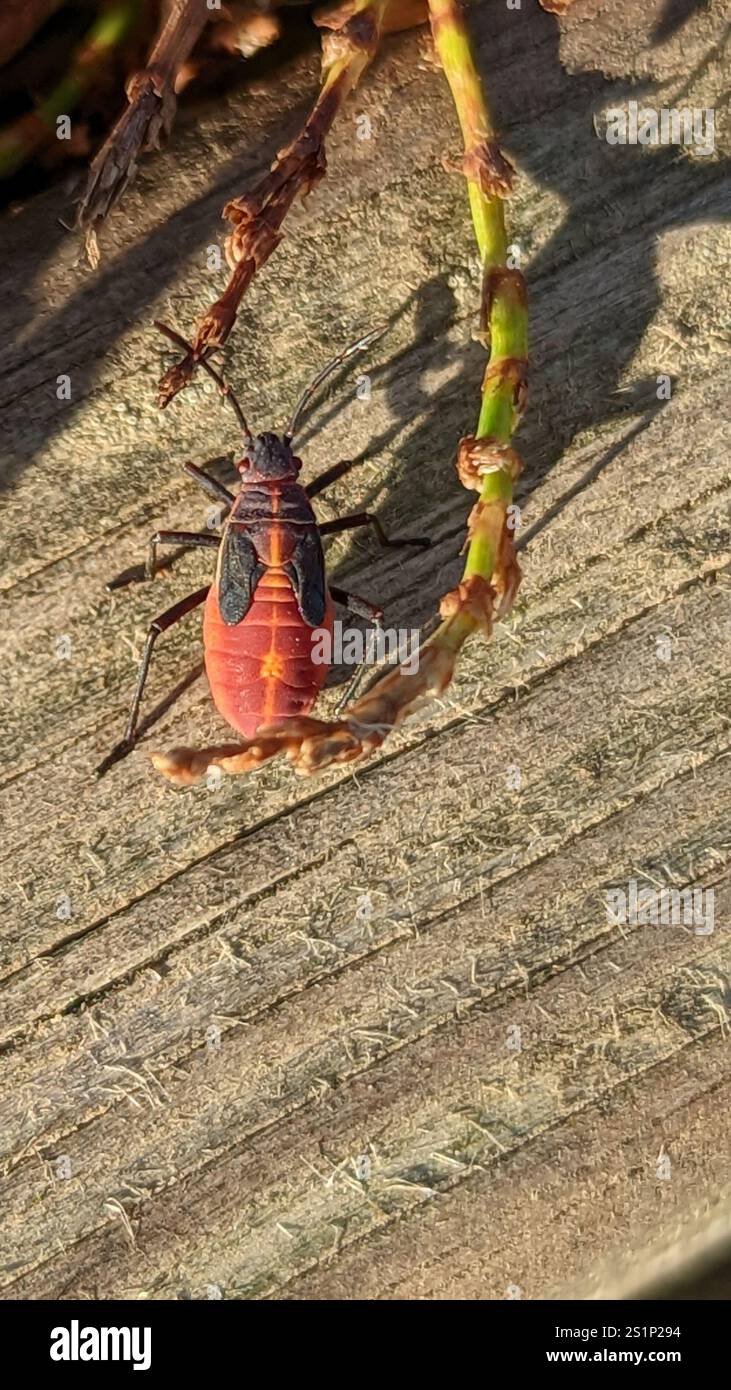Eastern Boxelder Bug (Boisea trivittata Stock Photo - Alamy
