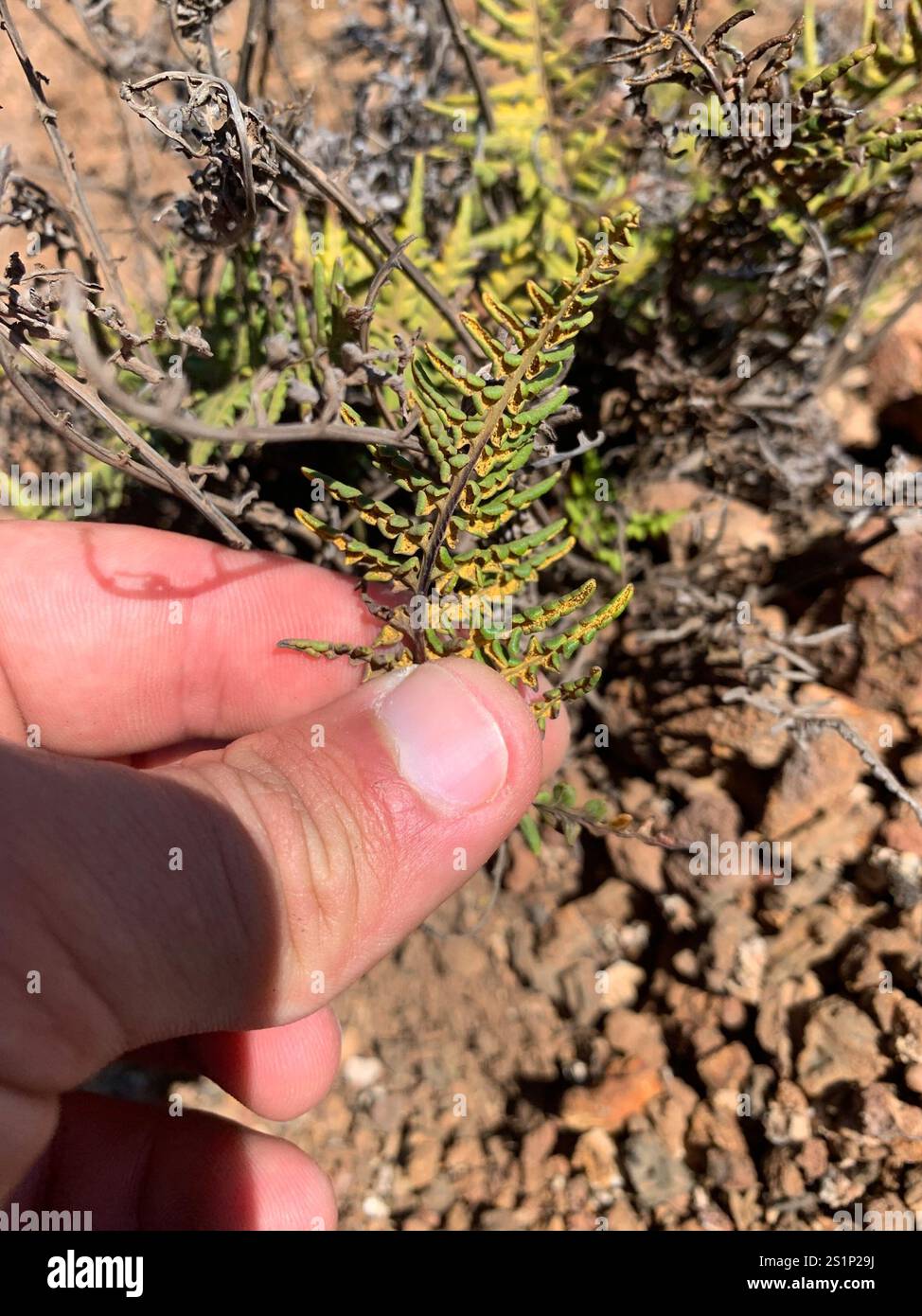 Silverback and Goldback Ferns (Pityrogramma Stock Photo - Alamy