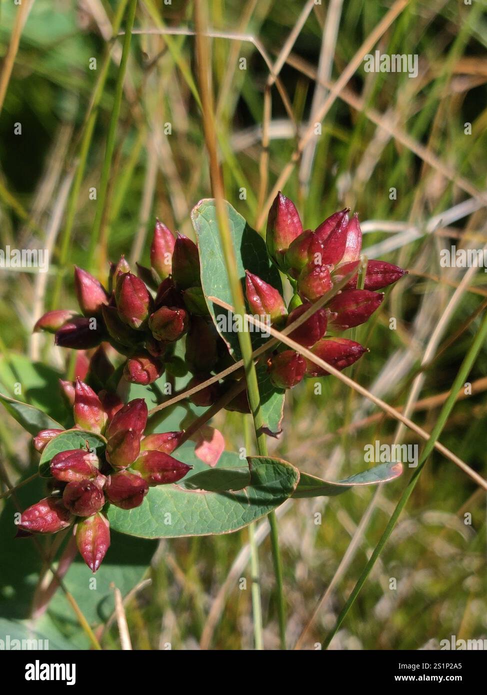 Fraser's marsh St. John's-wort (Hypericum fraseri Stock Photo - Alamy