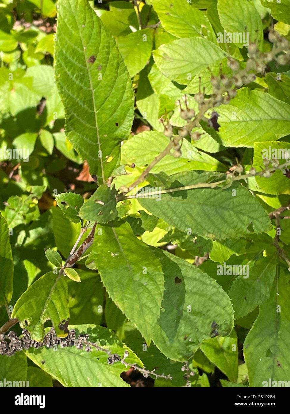 Sweet Pepperbush (Clethra alnifolia Stock Photo - Alamy