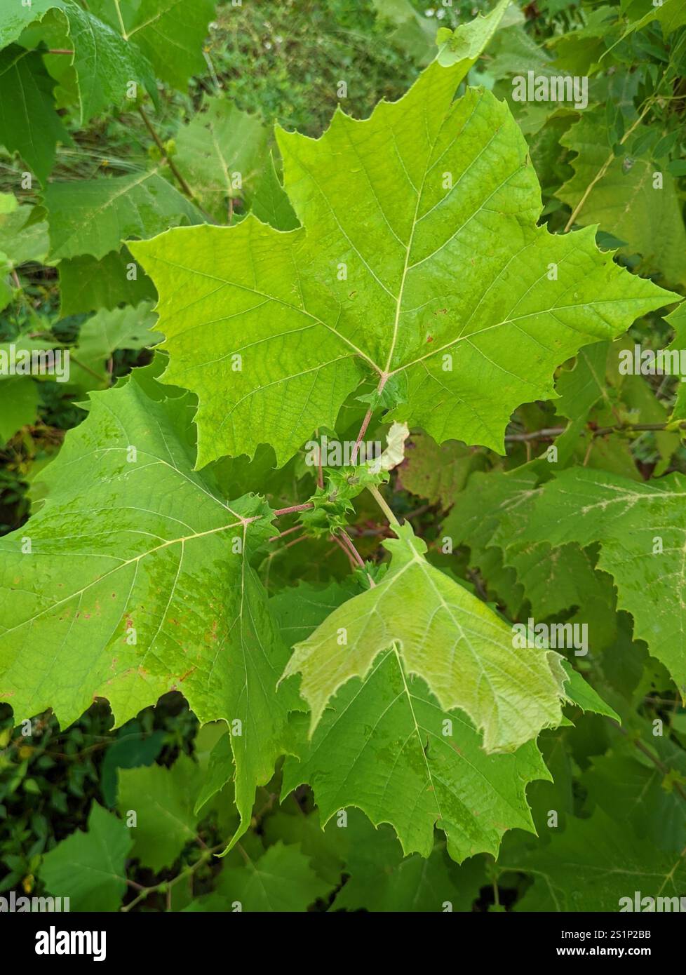 American sycamore (Platanus occidentalis Stock Photo - Alamy