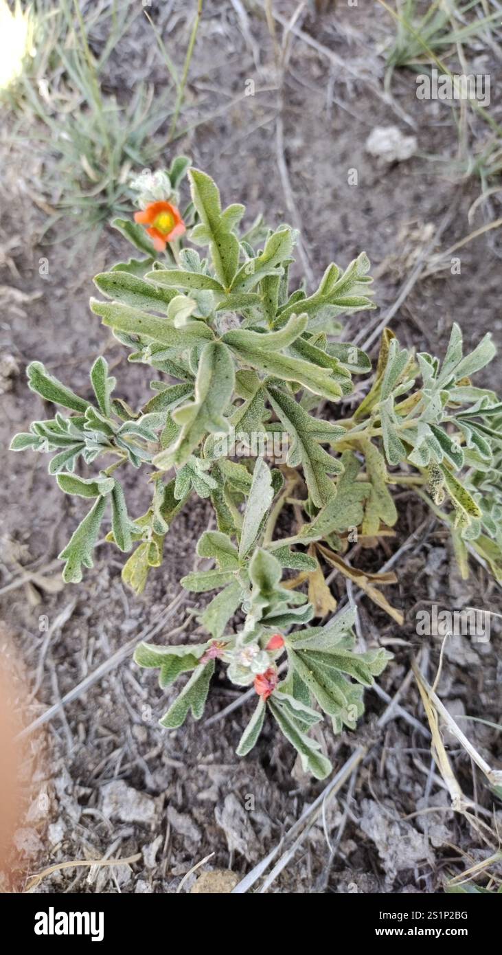 Scarlet Globemallow (Sphaeralcea coccinea Stock Photo - Alamy