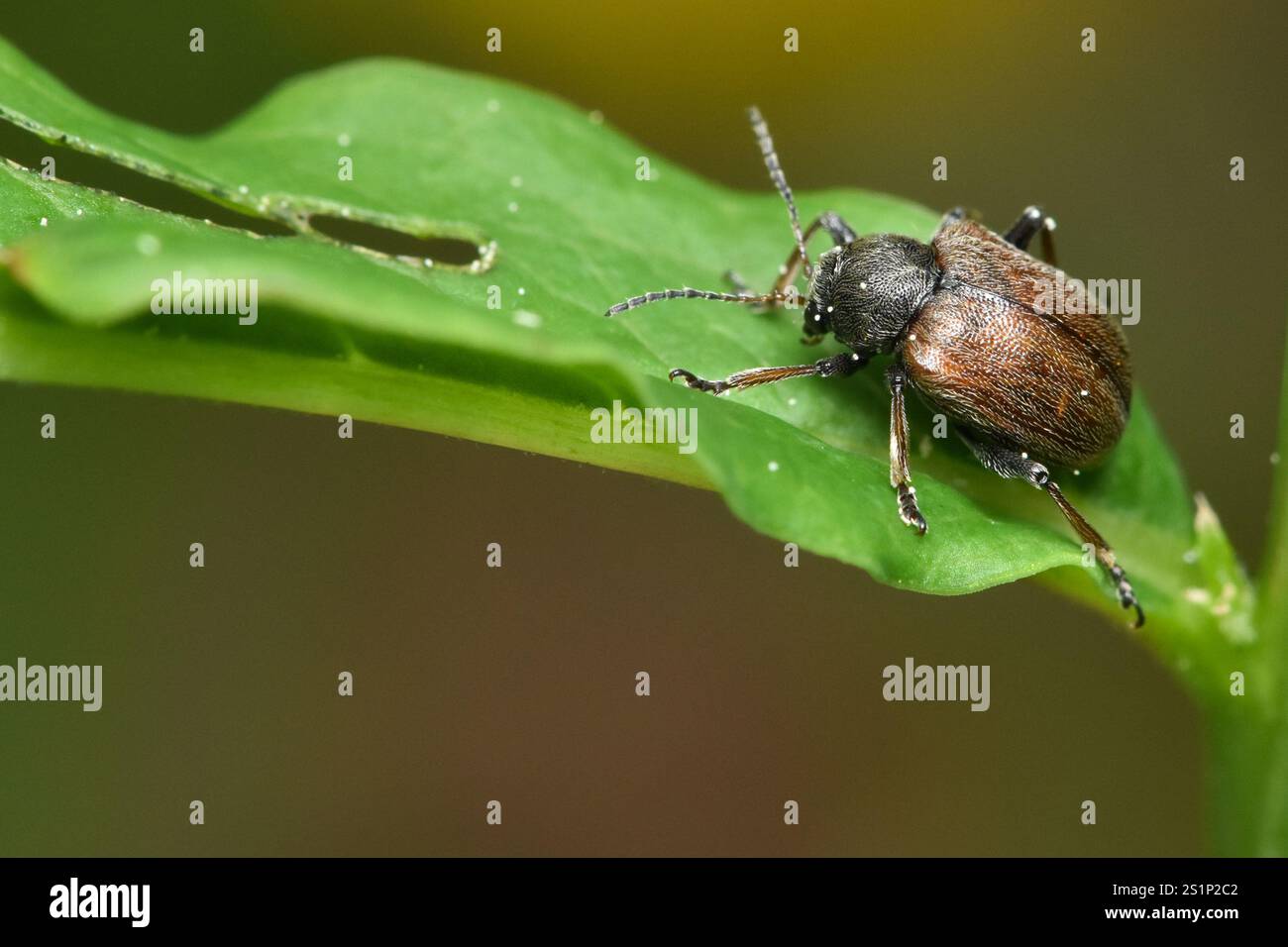 Western Grape Rootworm (Bromius obscurus Stock Photo - Alamy