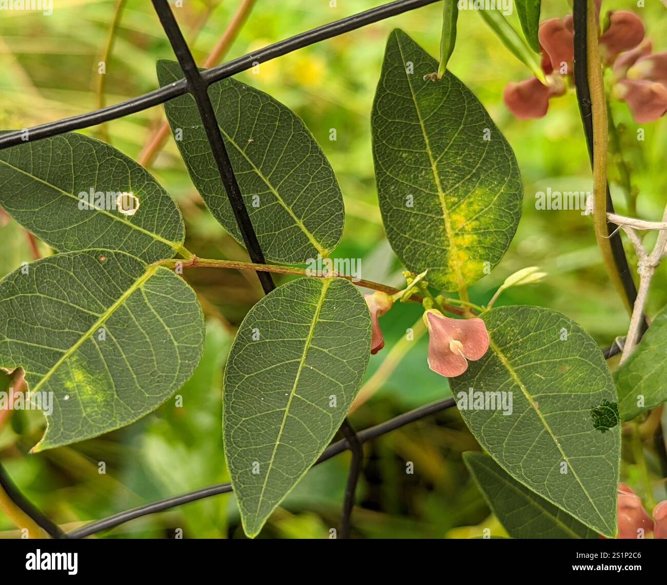 American groundnut (Apios americana Stock Photo - Alamy