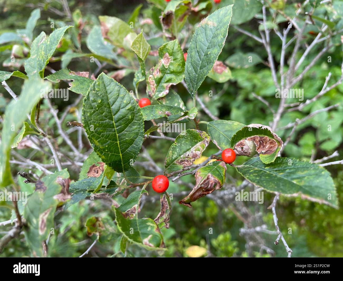 winterberry holly (Ilex verticillata Stock Photo - Alamy