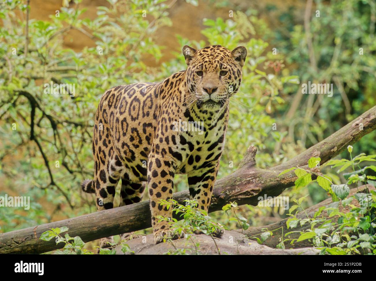 The jaguar (Panthera onca) is a large cat species and the only living ...
