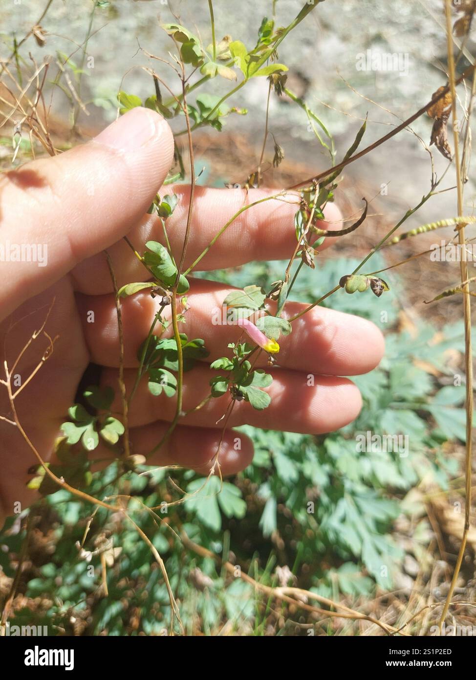 rock harlequin (Capnoides sempervirens Stock Photo - Alamy