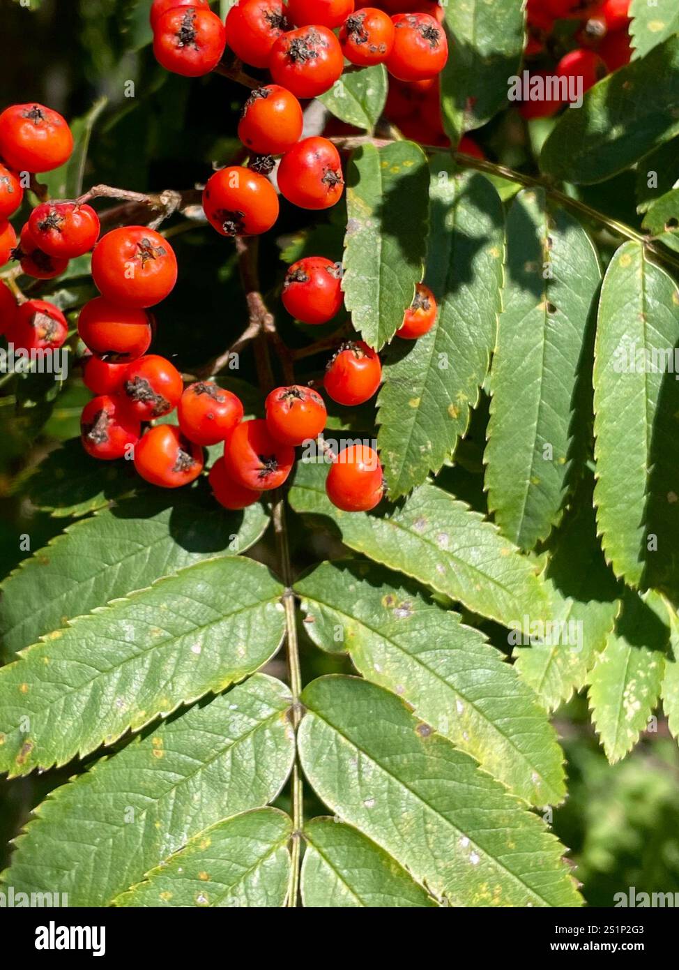 European mountain ash (Sorbus aucuparia Stock Photo - Alamy