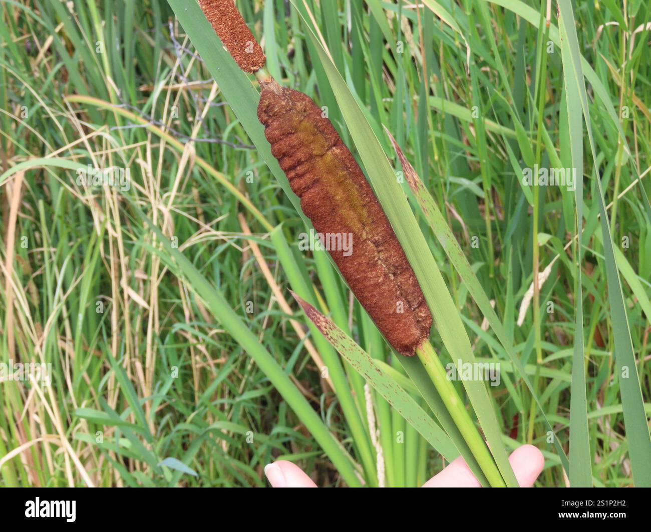broadleaf cattail (Typha latifolia Stock Photo - Alamy