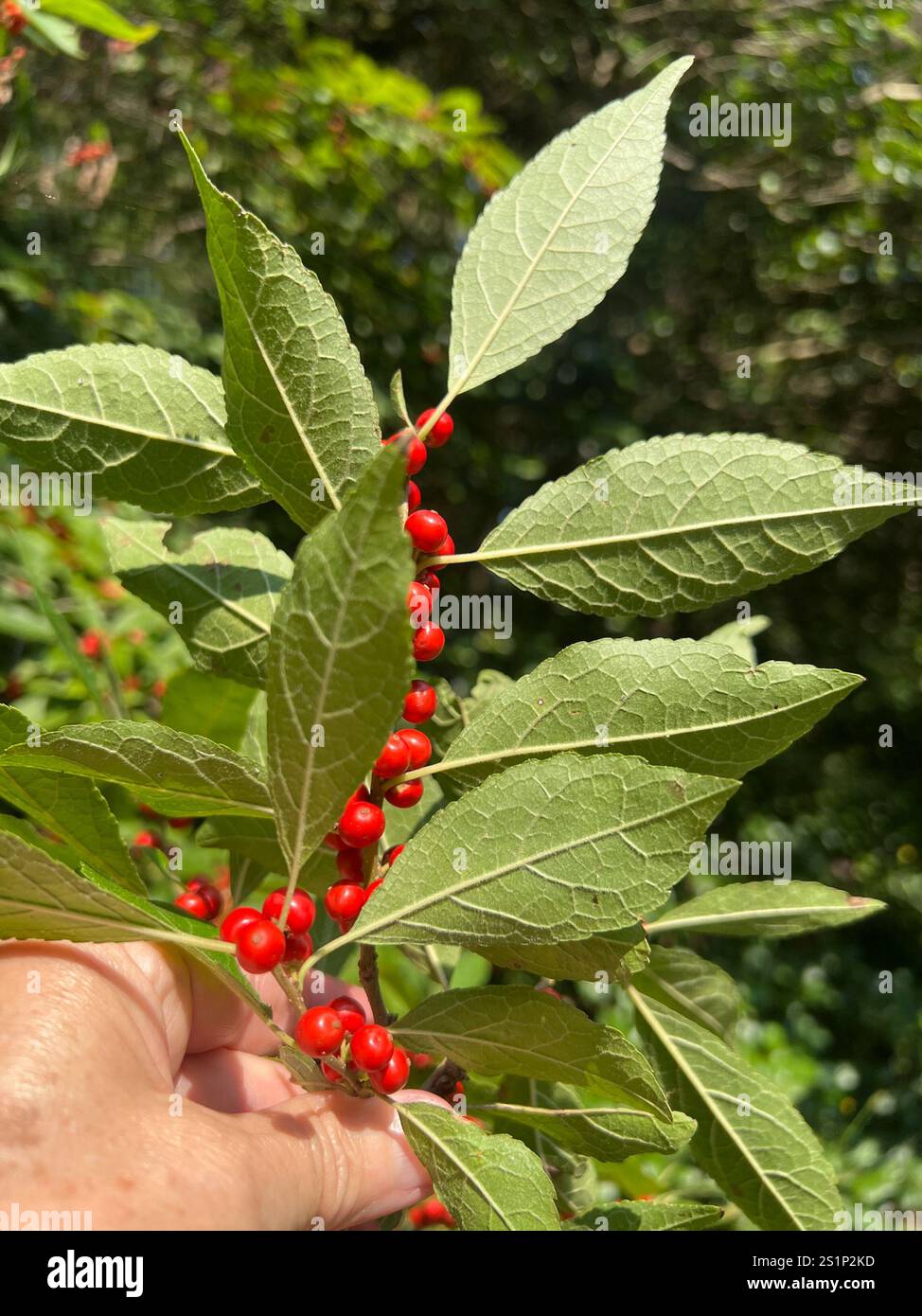 winterberry holly (Ilex verticillata Stock Photo - Alamy