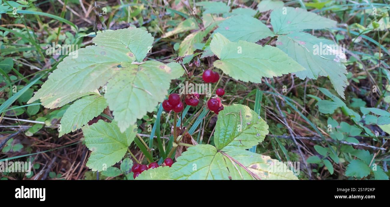 Stone Bramble (Rubus saxatilis Stock Photo - Alamy