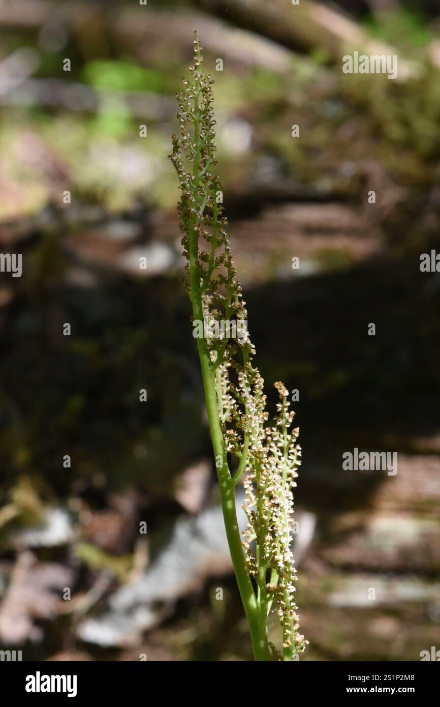 rattlesnake fern (Botrypus virginianus Stock Photo - Alamy