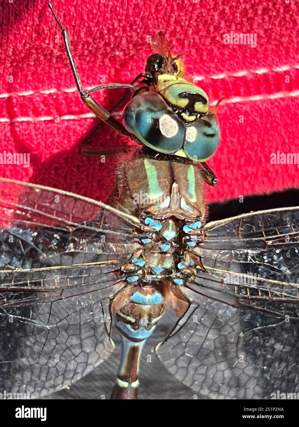 Lake Darner (Aeshna eremita Stock Photo - Alamy