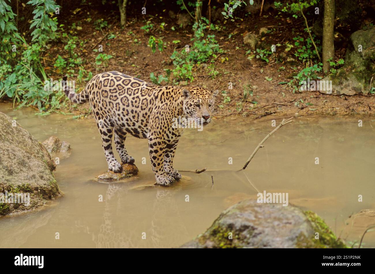 The jaguar (Panthera onca) is a large cat species and the only living ...