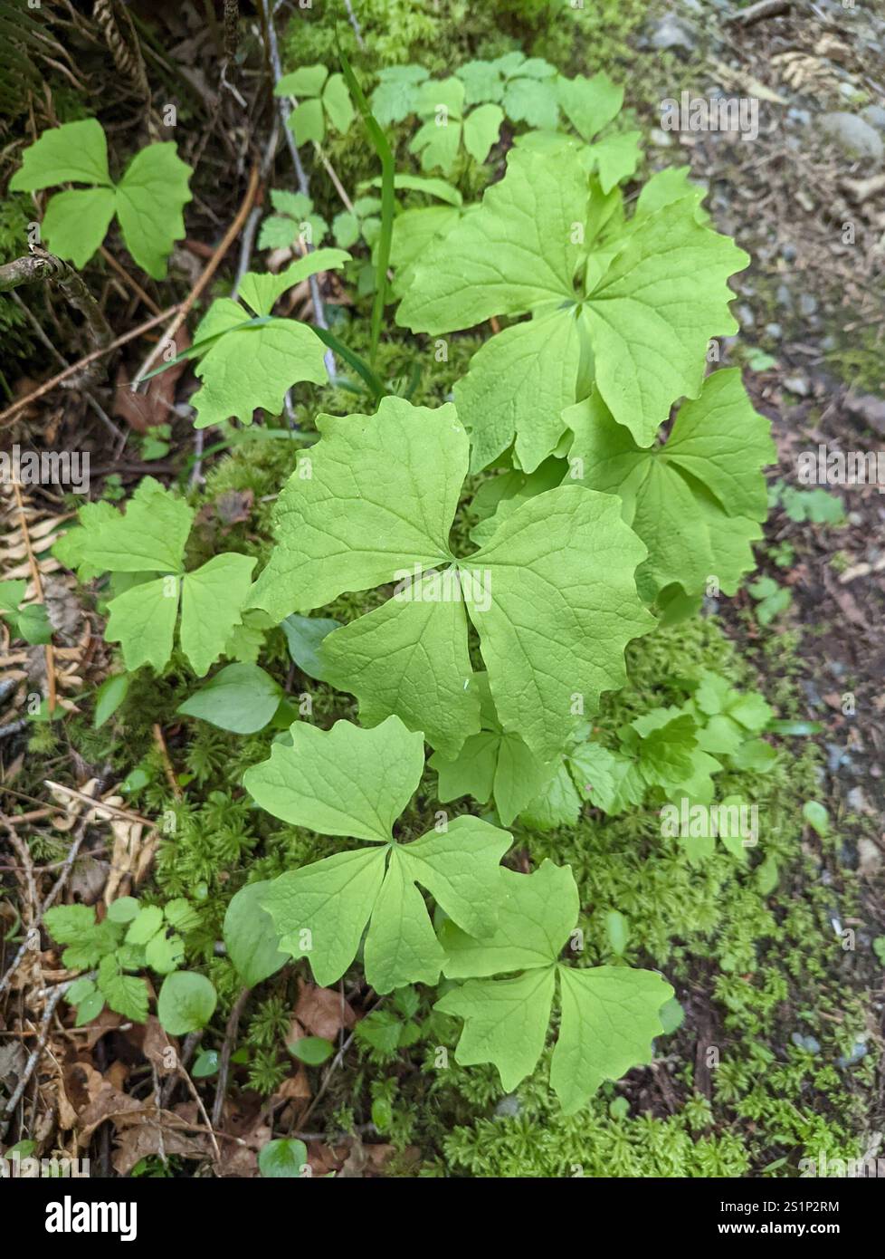 vanilla leaf (Achlys triphylla Stock Photo - Alamy