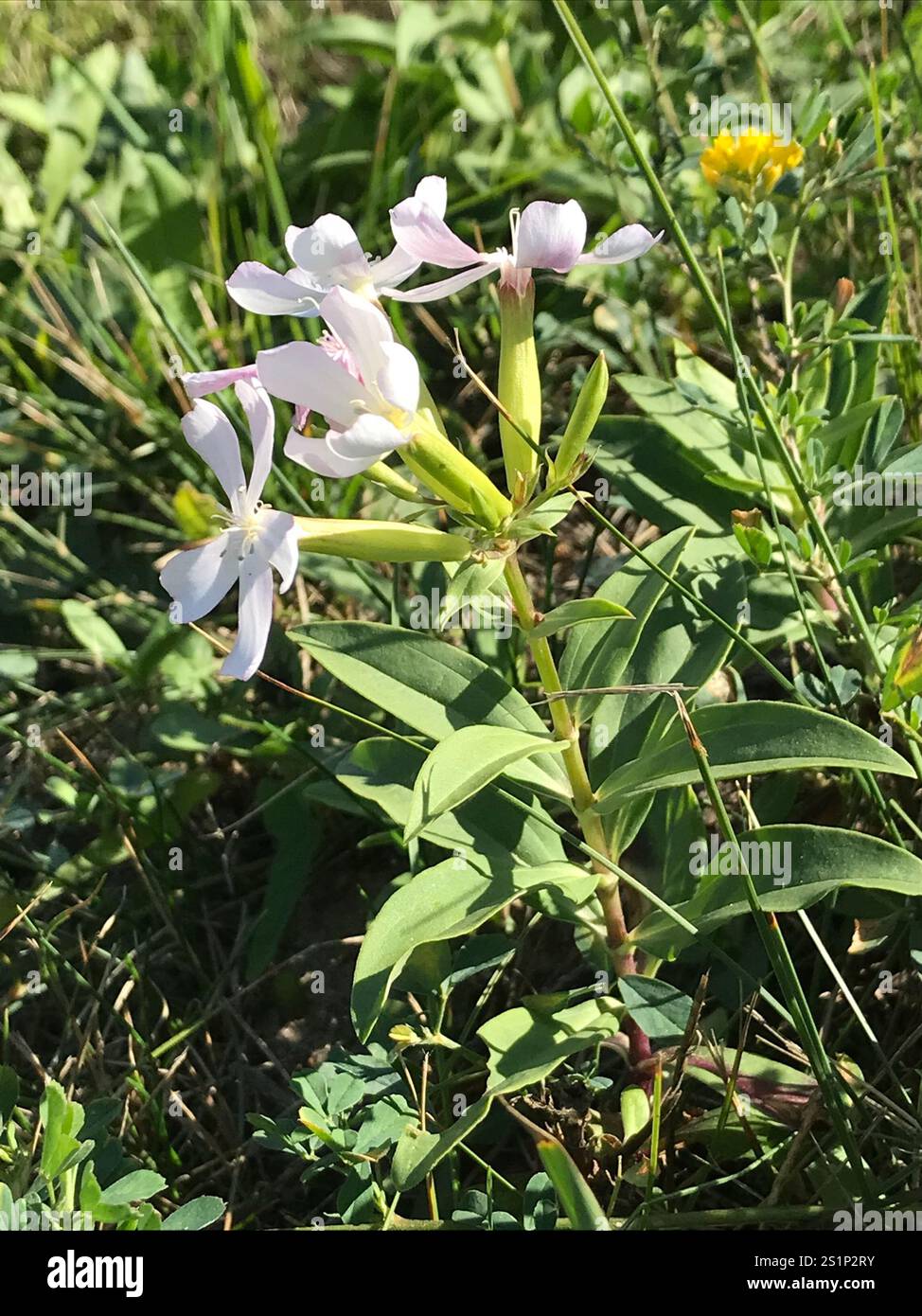 common soapwort (Saponaria officinalis Stock Photo - Alamy