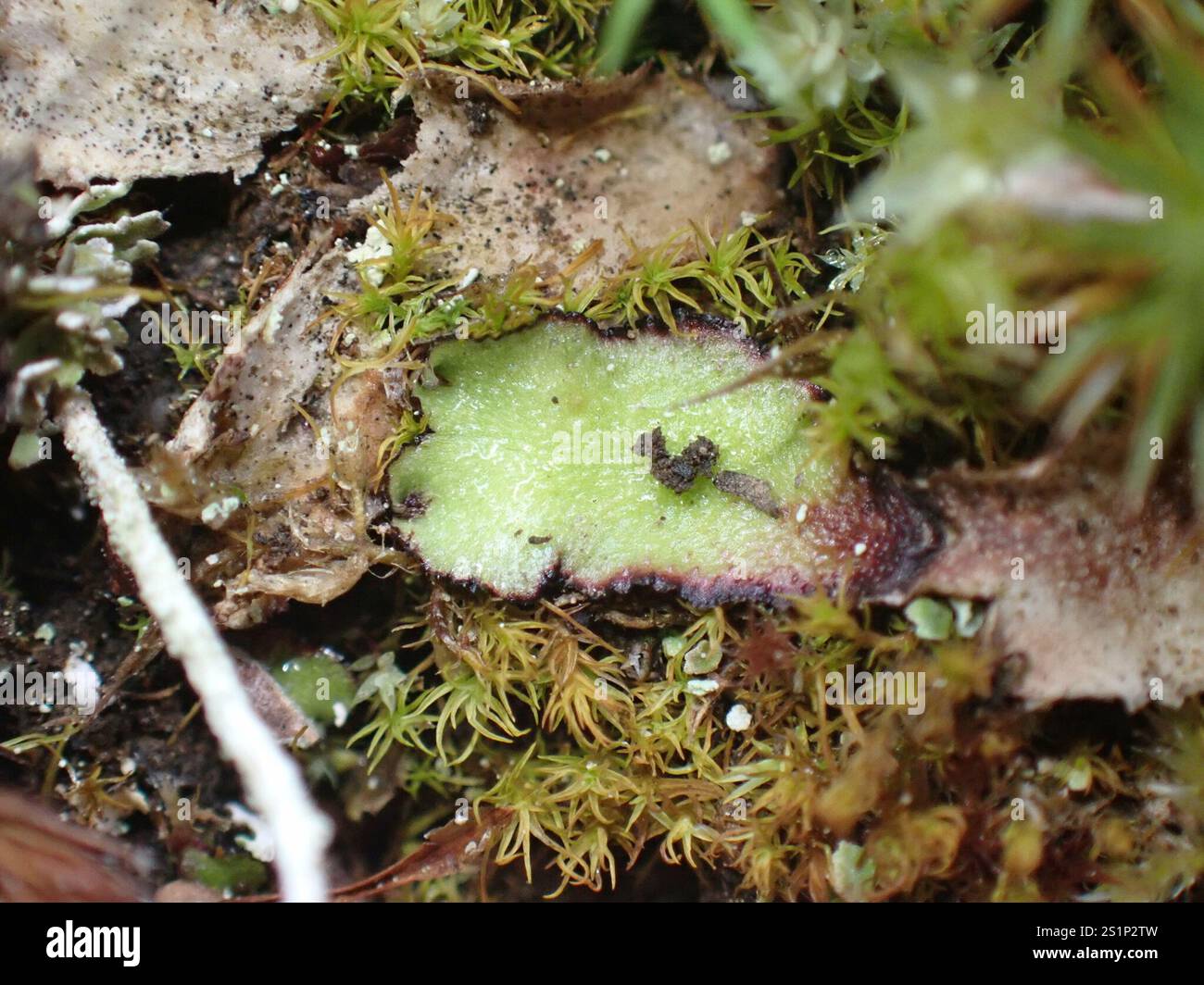 Hemisphaeric Liverwort (Reboulia hemisphaerica Stock Photo - Alamy