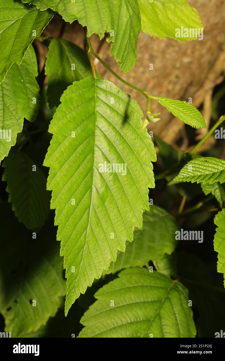 Red Alder (Alnus rubra Stock Photo - Alamy