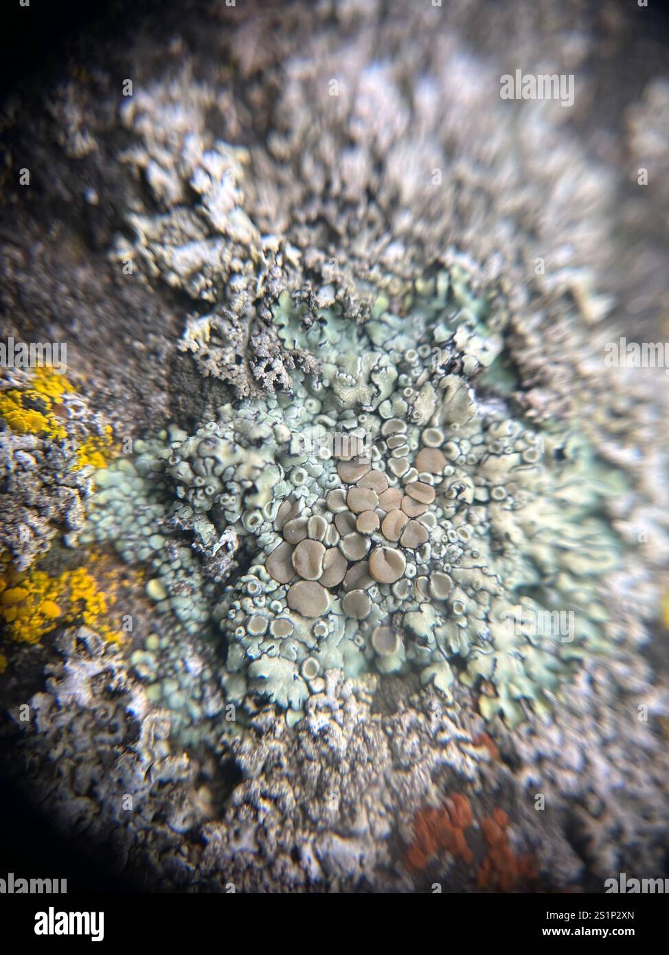 rim lichens, disc lichens, and allies (Lecanoraceae Stock Photo - Alamy