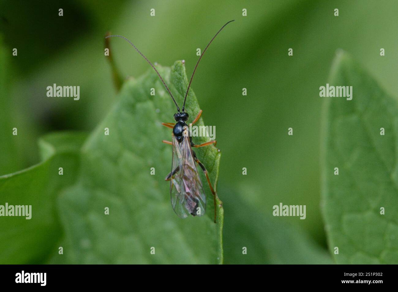 Ichneumonid and Braconid Wasps (Ichneumonoidea Stock Photo - Alamy