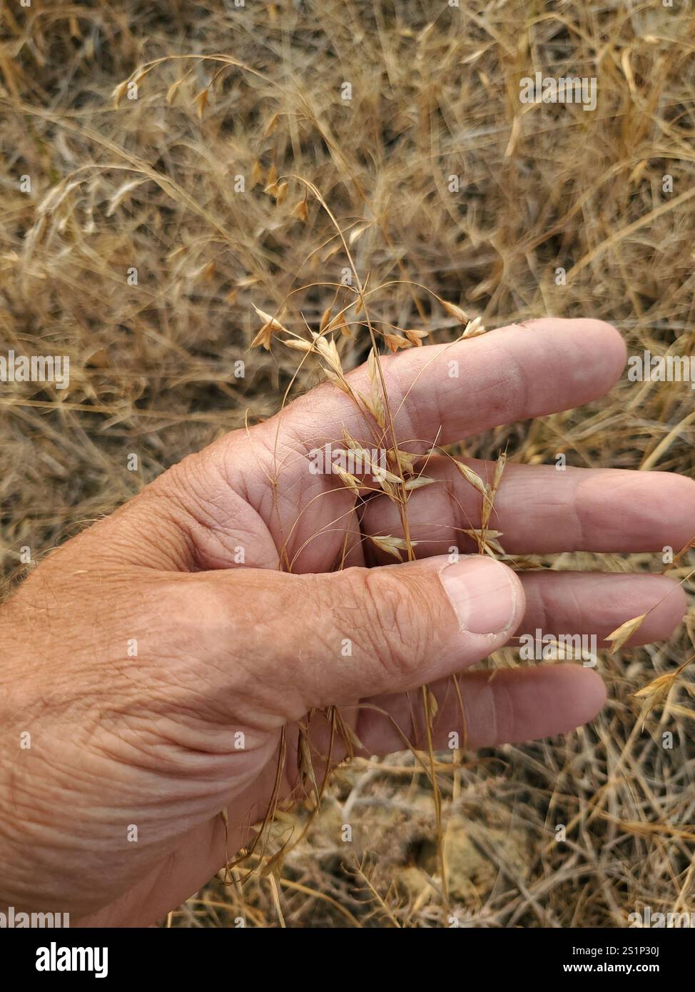 Japanese brome (Bromus japonicus Stock Photo - Alamy