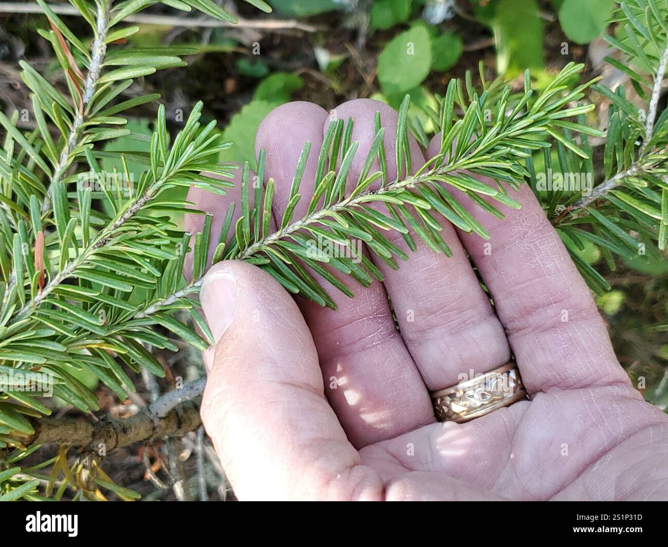 subalpine fir (Abies lasiocarpa Stock Photo - Alamy