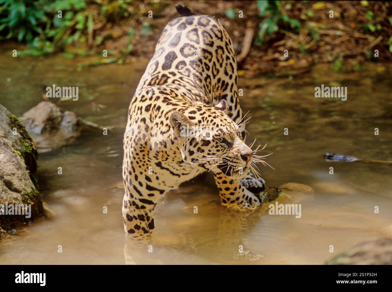 The jaguar (Panthera onca) is a large cat species and the only living ...