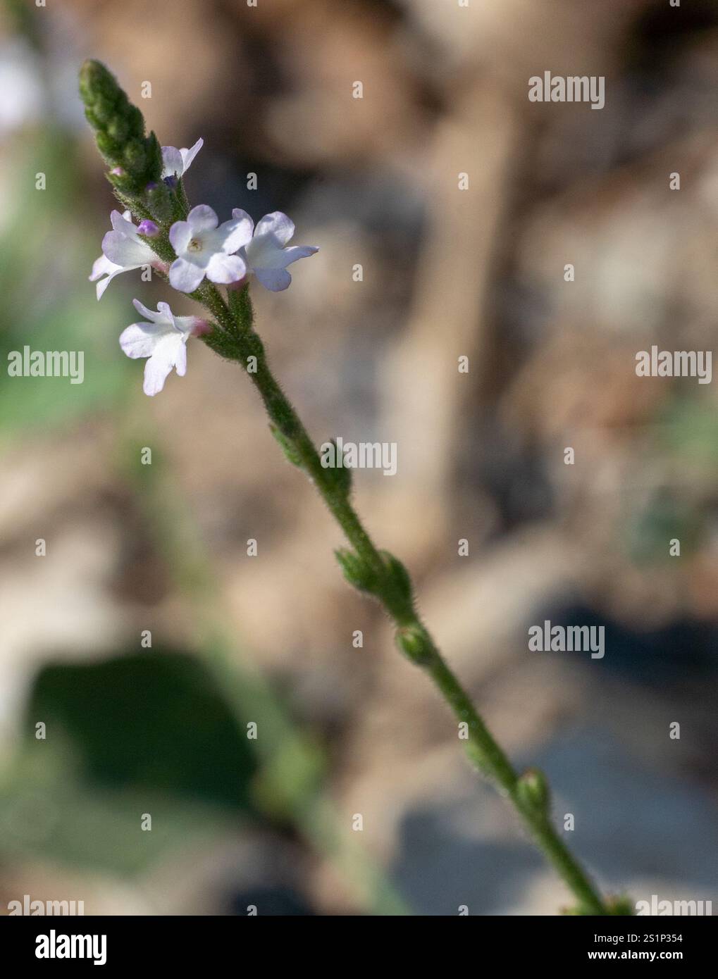 Common vervain (Verbena officinalis Stock Photo - Alamy